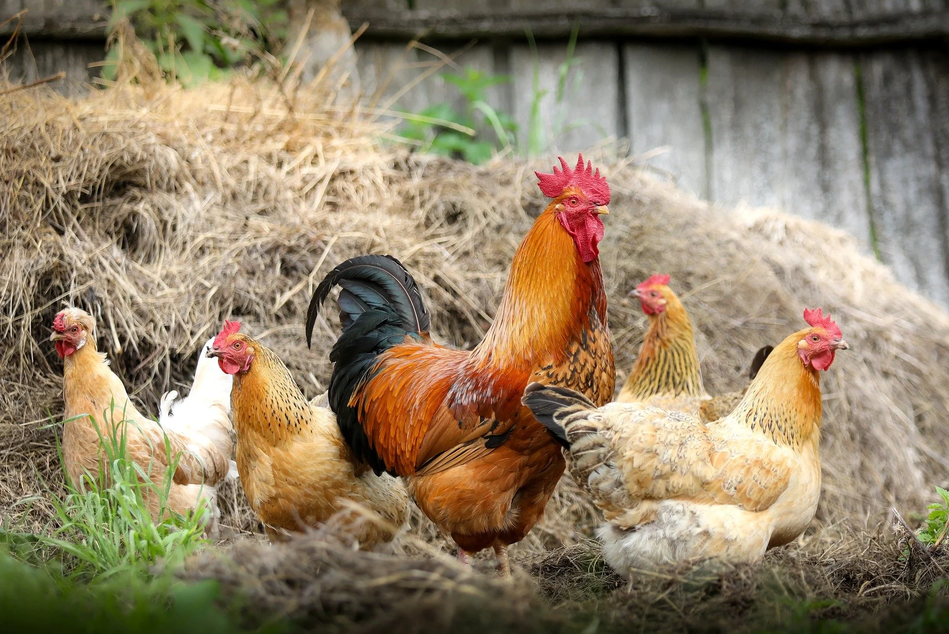 Coq ou poulet : comment les différencier ? – Difference.click